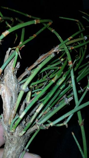 Bluestem joint fir - Ephedra equisetina (Care, Characteristics ...