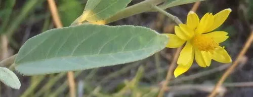 🍀 How to Grow and Care for Velvet raisin