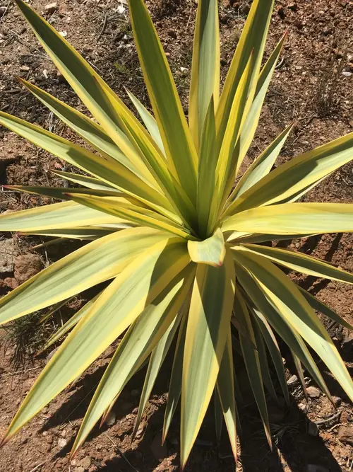 Spanish dagger 'Bright Star' (Yucca gloriosa 'Bright Star') Flower ...