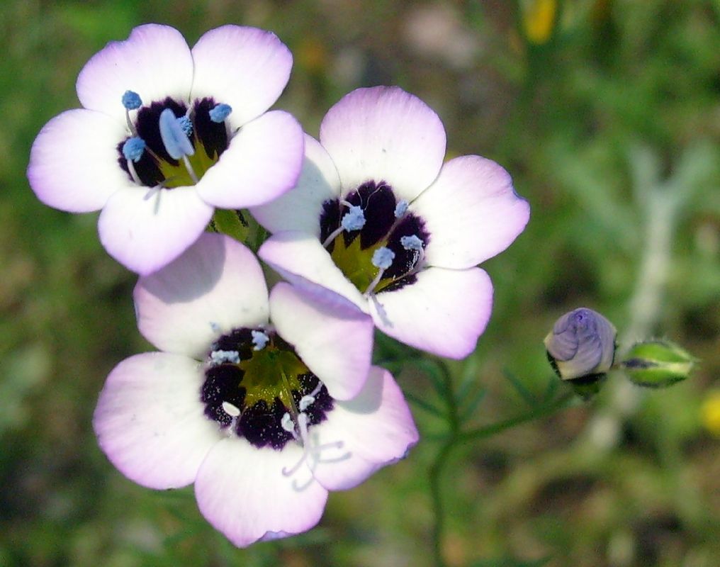 Discover the Symbolism and Beauty of Bird's-eye Gilia Flowers