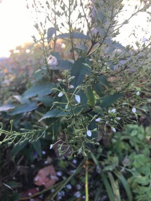 How to Grow and Care for Faded speedwell