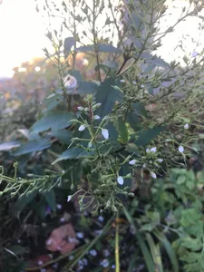 How to Prune Faded speedwell