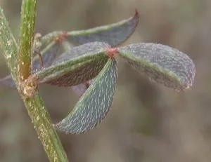 How to Prune Indigofera heterophylla