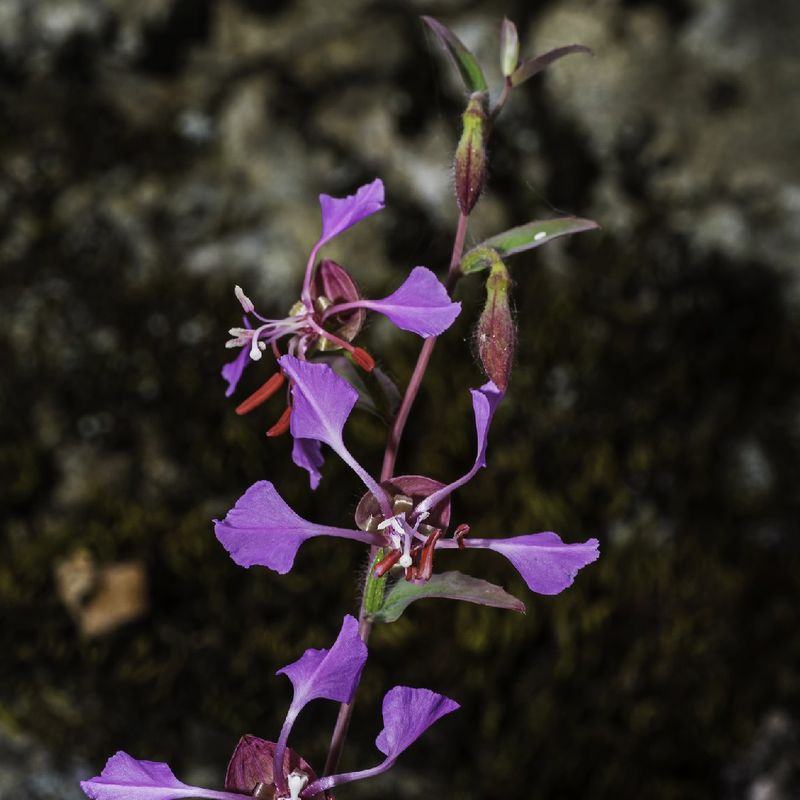 What Are Common Elegant clarkia Problems?