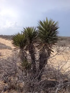 วิธีขยายพันธุ์ Yucca valida