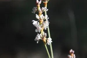 How to Propagate Redroot buckwheat