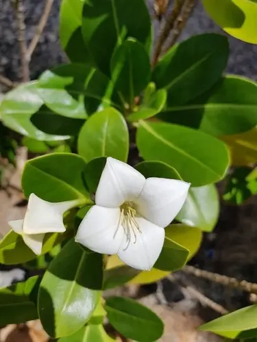 Bikkia tetrandra - PictureThis