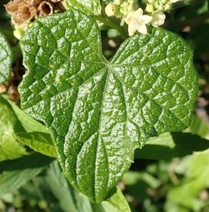 🍀 How to Grow and Care for Zehneria scabra