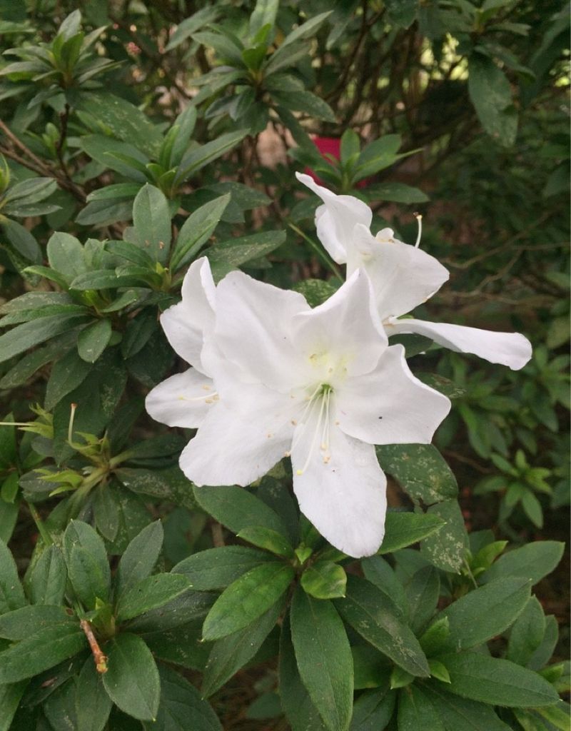 What Are Common Problems with White azalea?