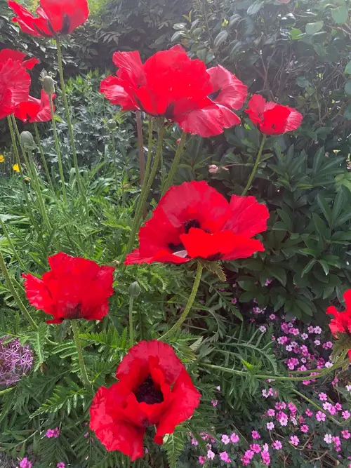 Papaver orientale ' Beauty of Livermere' - PictureThis