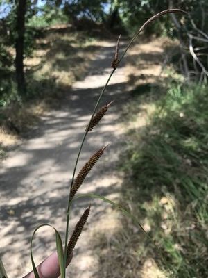 How to Grow and Care for Santa barbara sedge