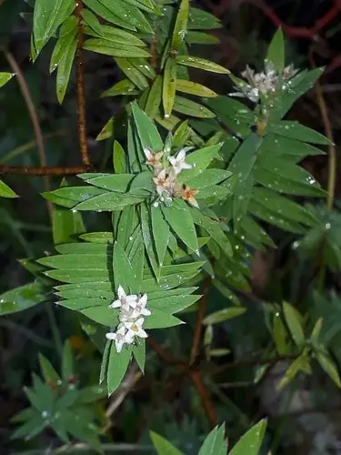 Pimelea tomentosa - PictureThis