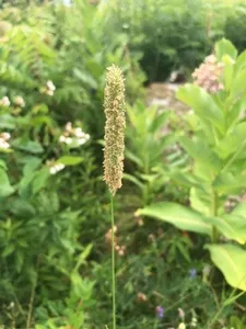 How to Propagate Foxtail prickle grass