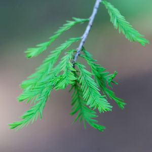 Ahuehuete - Taxodium mucronatum (Cuidado, Características, Simbolismo ...