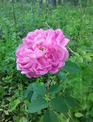 Rosa 'Marchesa Boccella' - PictureThis