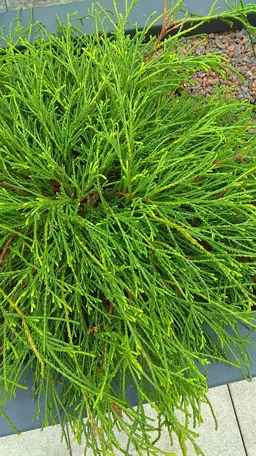 Chamaecyparis pisifera 'Filifera Nana' - PictureThis