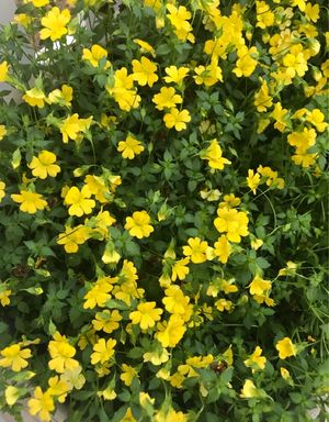 Mecardonia procumbens - Mecardonia procumbens (Pflege, Merkmale, Blume ...