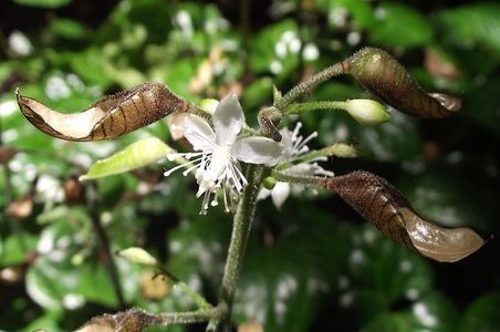 How to Grow and Care for Beesia