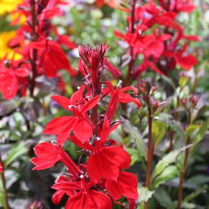 How to Grow and Care for Lobelia