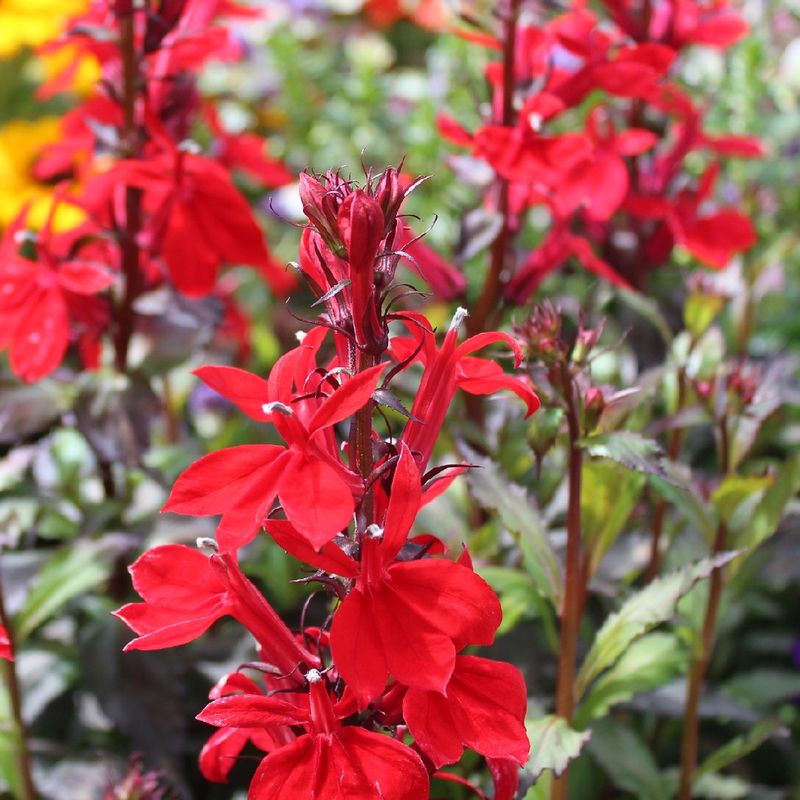 What Are Common Lobelia Plant Problems?