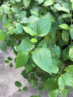 How to Grow and Care for Indian long pepper