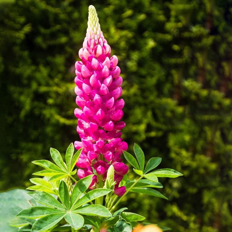 How to Fix Common Garden lupine Issues?