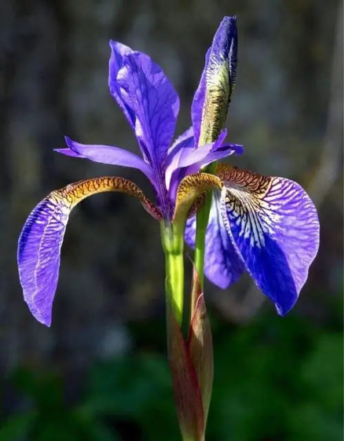 Iris 'Short Order' - PictureThis