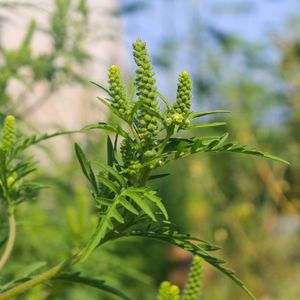 Altamisa - Ambrosia artemisiifolia (Taxonomía, Características ...