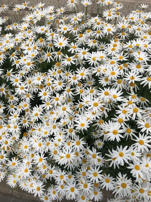 Boltonia falso aster (Boltonia asteroides) - PictureThis