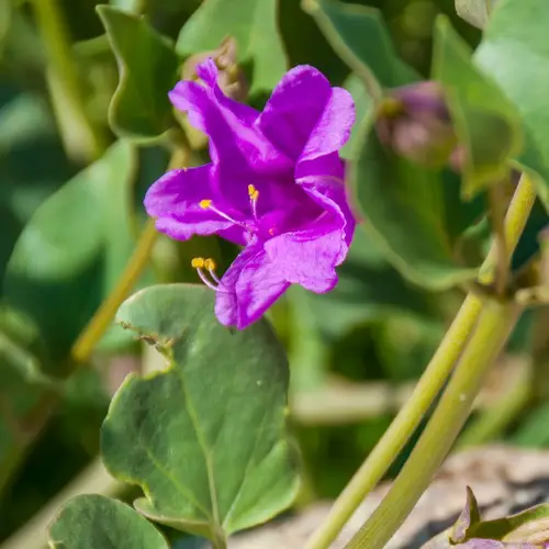 Colorado four o'clock (Mirabilis multiflora) Flower, Leaf, Care, Uses ...