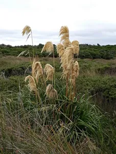 How to Prune Chatham island toetoe