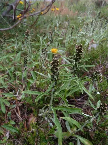Woodland arctic cudweed (Omalotheca sylvatica) Flower, Leaf, Care, Uses ...