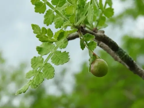 Torote prieto (Bursera laxiflora) - PictureThis