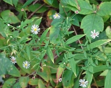 How to Grow and Care for Bottomland aster