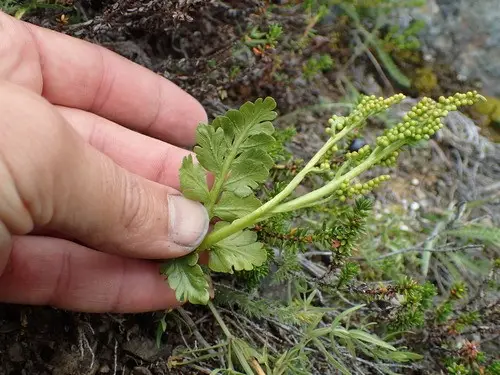 Botrychium pinnatum - PictureThis