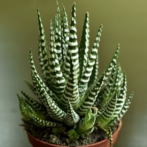 Planta cebra - Haworthia fasciata (Cuidado, Características ...