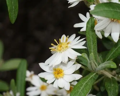 Olearia megalophylla - PictureThis