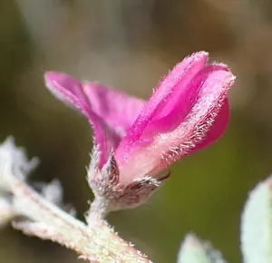 How to Prune Indigofera declinata