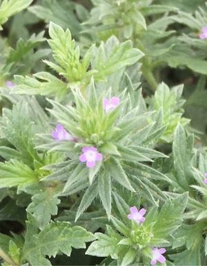 How to Grow and Care for Big-Bract Verbena