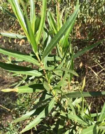 How to Plant and Grow Himalayan grass-leaf orchid(Agrostophyllum callosum)