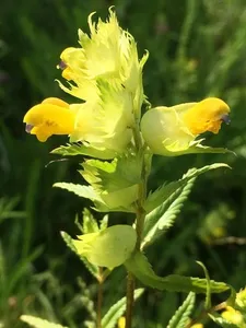 How to Propagate Late-flowering yellow rattle