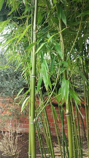 Angel mist bamboo plants (Dendrocalamus minor) - PictureThis