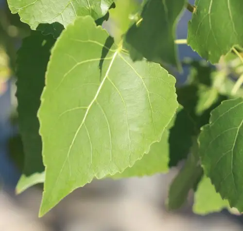 How to Plant and Grow Fremont cottonwood(Populus fremontii)
