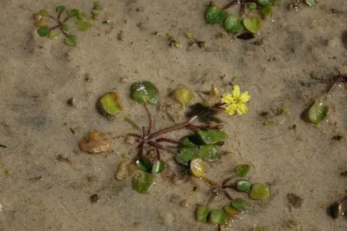 Nymphoides exiliflora - PictureThis