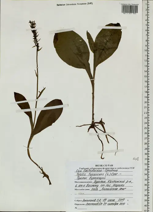 Platanthera fuscescens - PictureThis