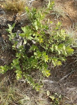 How to Grow and Care for Common resin bush