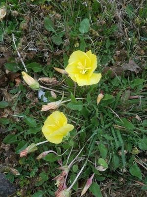 How to Grow and Care for Stemless Evening Primrose
