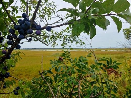 Is Beach plum Poisonous