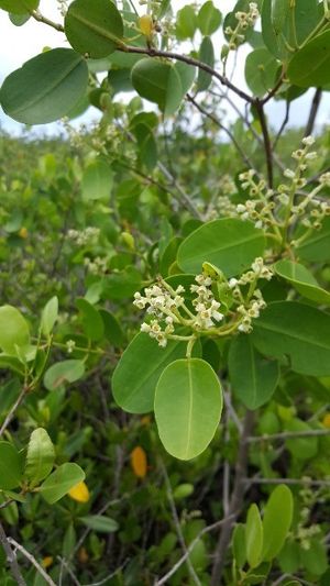 Mangle blanco - Laguncularia racemosa (Taxonomía, Características, Distribución, Imágenes)