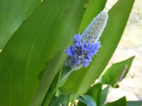 Platanillo (Pontederia sagittata) - PictureThis